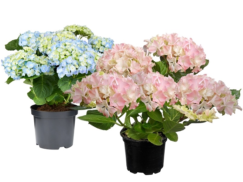 Elk jaar meer Hortensia! - GroenRijk Geldrop
