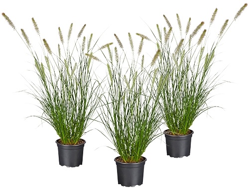 Laagblijvend siergras - GroenRijk Geldrop