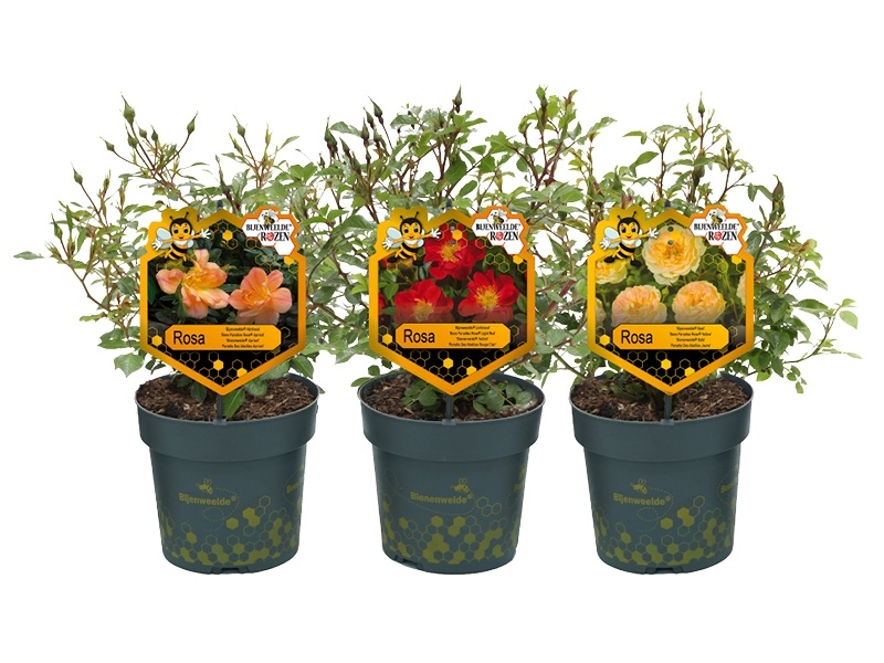Roza Bijenweelde: voor bijen en bewonderaars - GroenRijk Geldrop