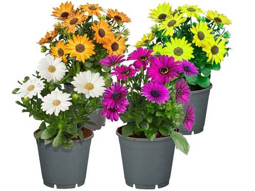 Spaanse Margriet: maandenlang genieten! - GroenRijk Geldrop