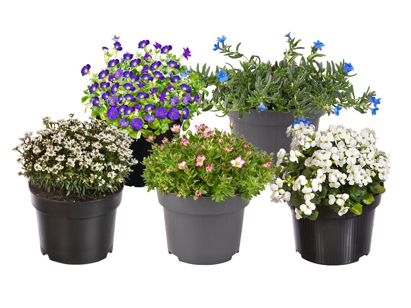 Steengoede plantenmix - GroenRijk Geldrop